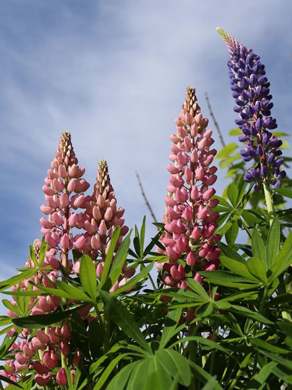 Les plantes indigènes, des alliées du jardin - Marie-Joelle Saucier ...